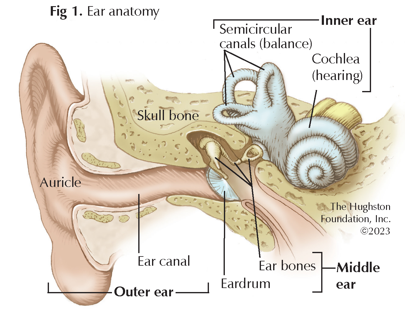 Vestibular Rehabilitation - Hughston Clinic